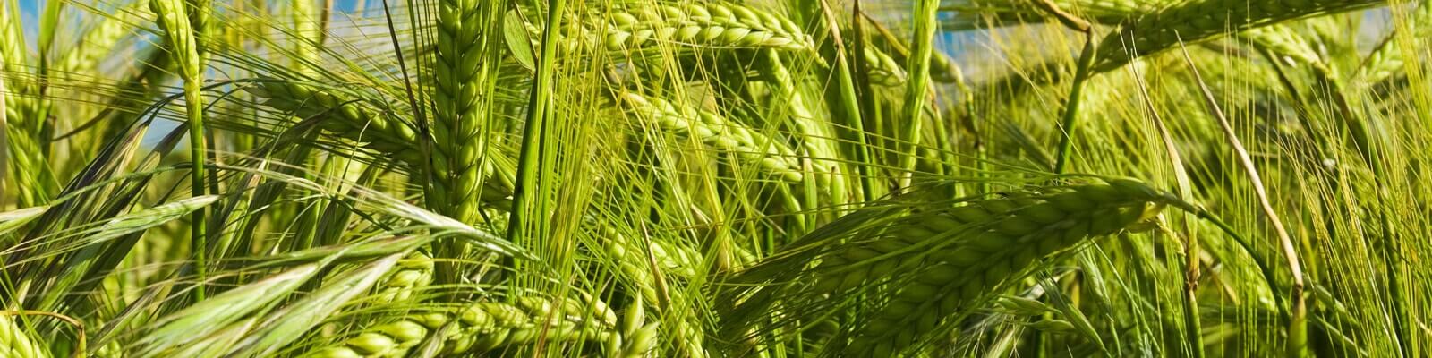 Tractor Driving Course | UK Rural Skills